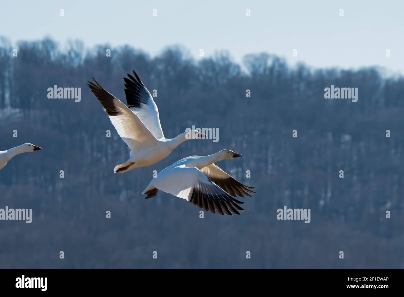Snow geese flying in formation in the late afternoon sun during spring ...