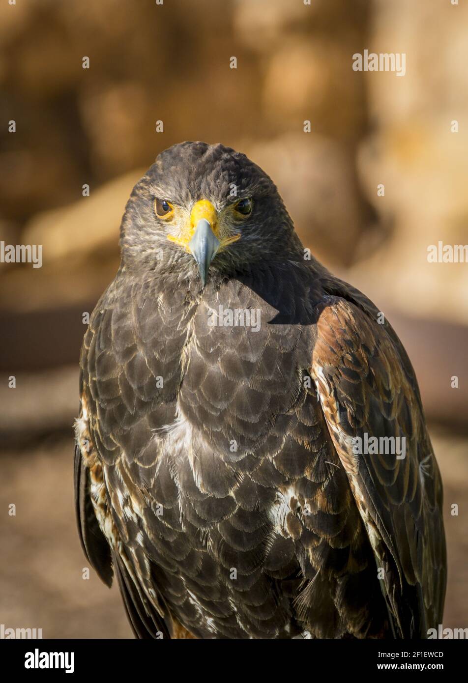 Gorgeous Hawk Feathers High Resolution Stock Photography and Images - Alamy
