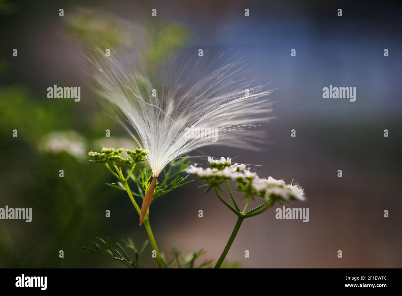 Fluff seeds float with summer breeze Stock Photo - Alamy