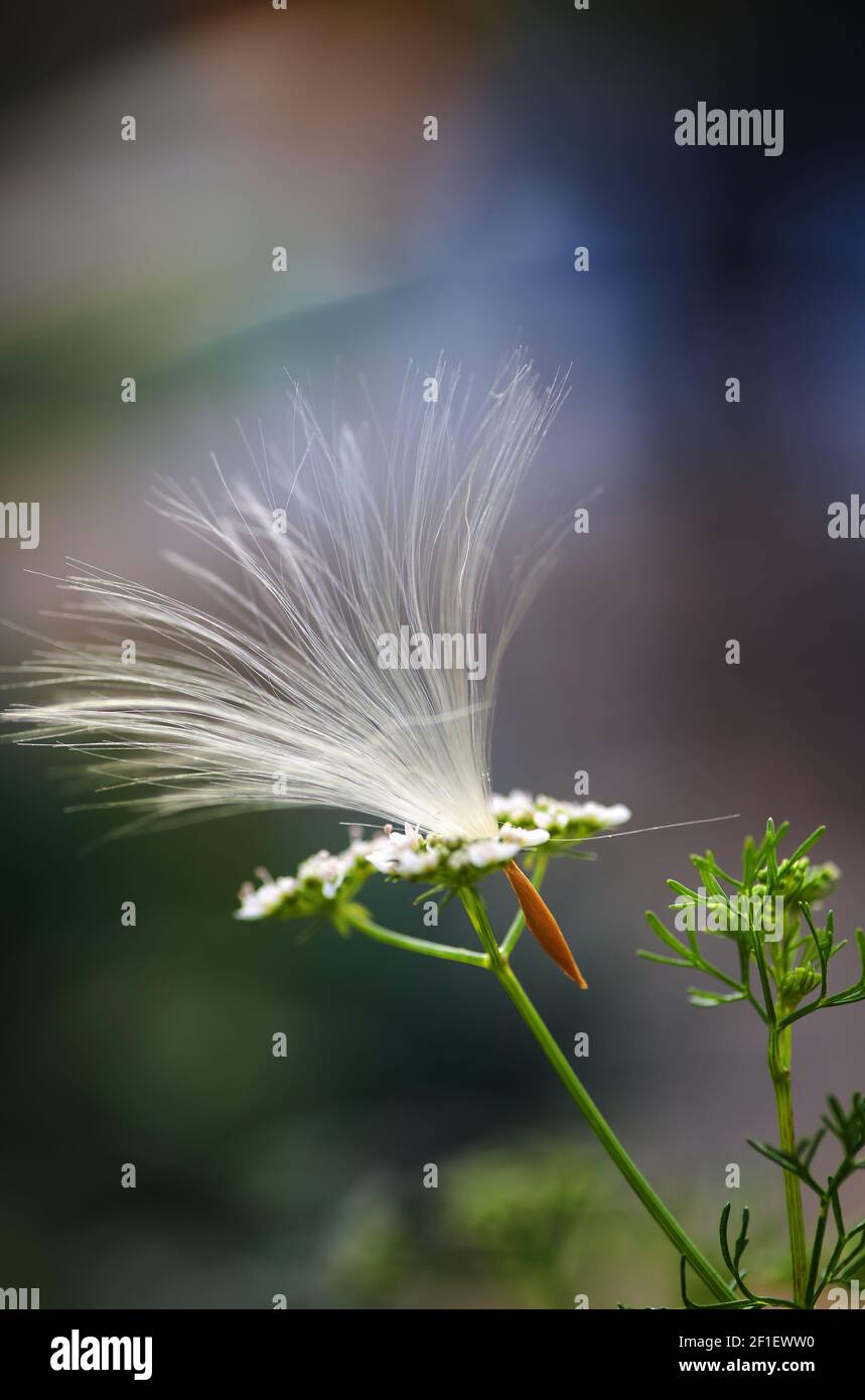Fluff seeds hi-res stock photography and images - Alamy