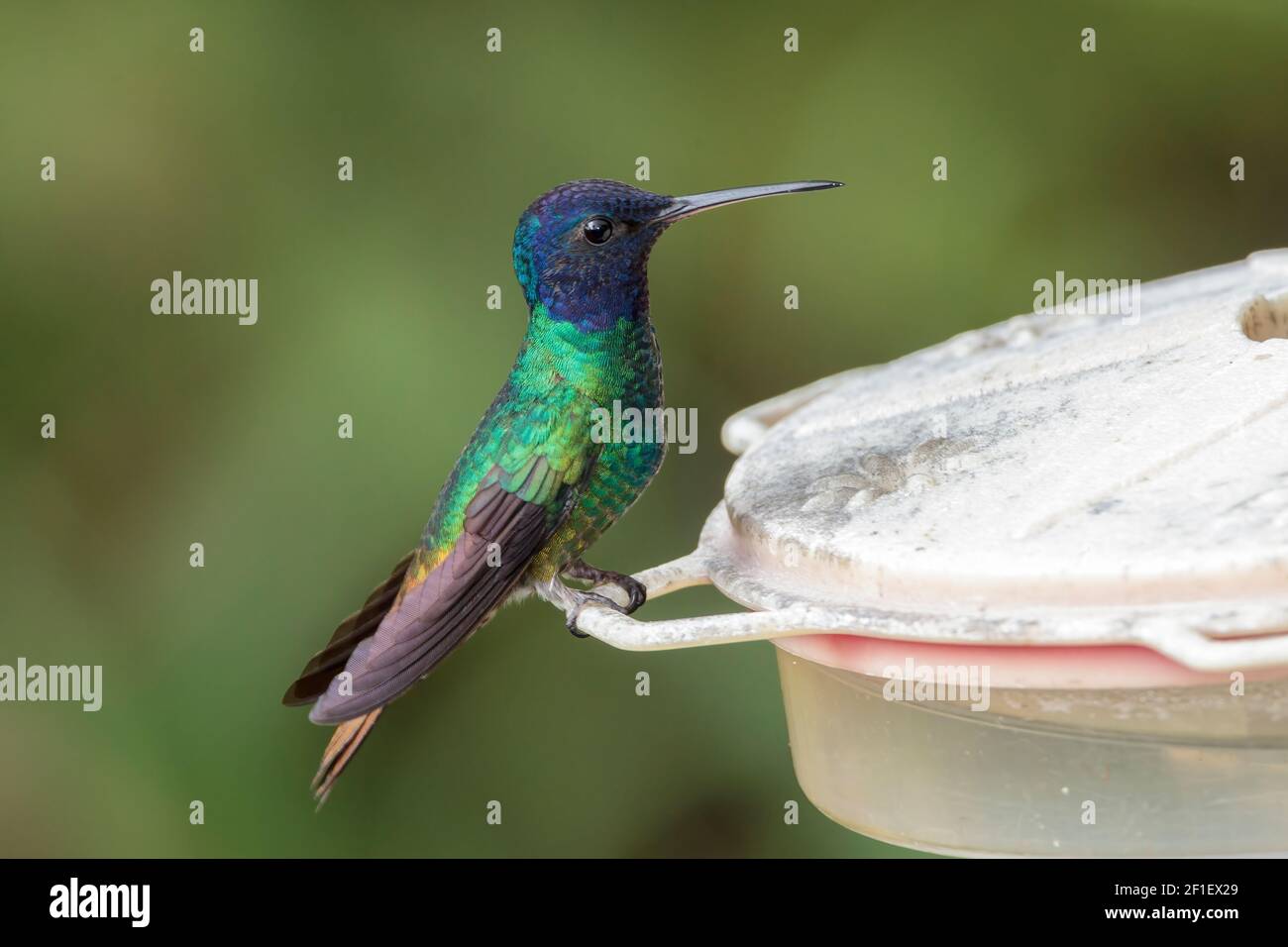 Golden tailed sapphire hummingbirds hi-res stock photography and images ...