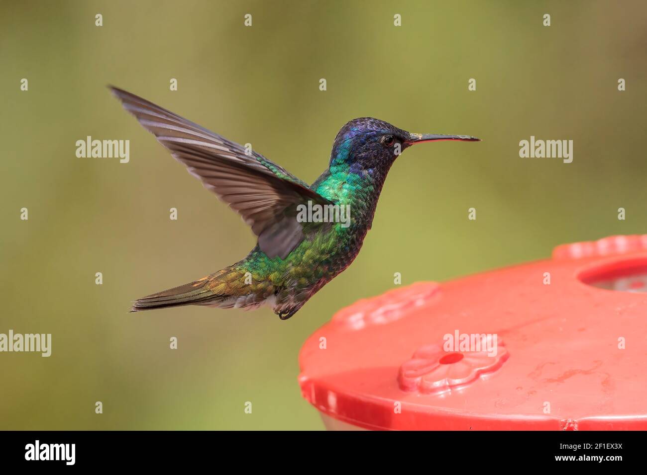 Golden Sapphire Hummingbirds