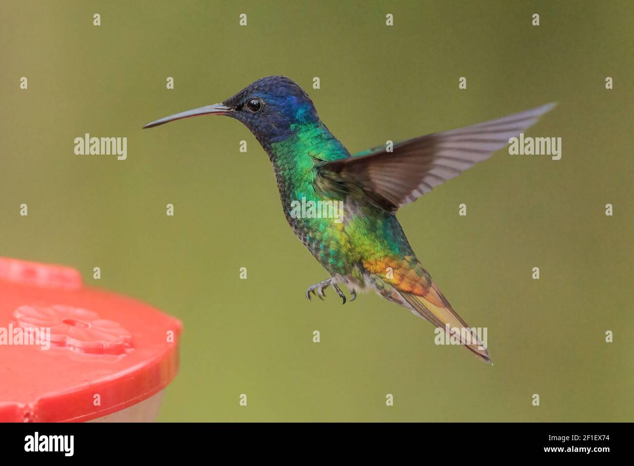 Golden Sapphire Hummingbirds