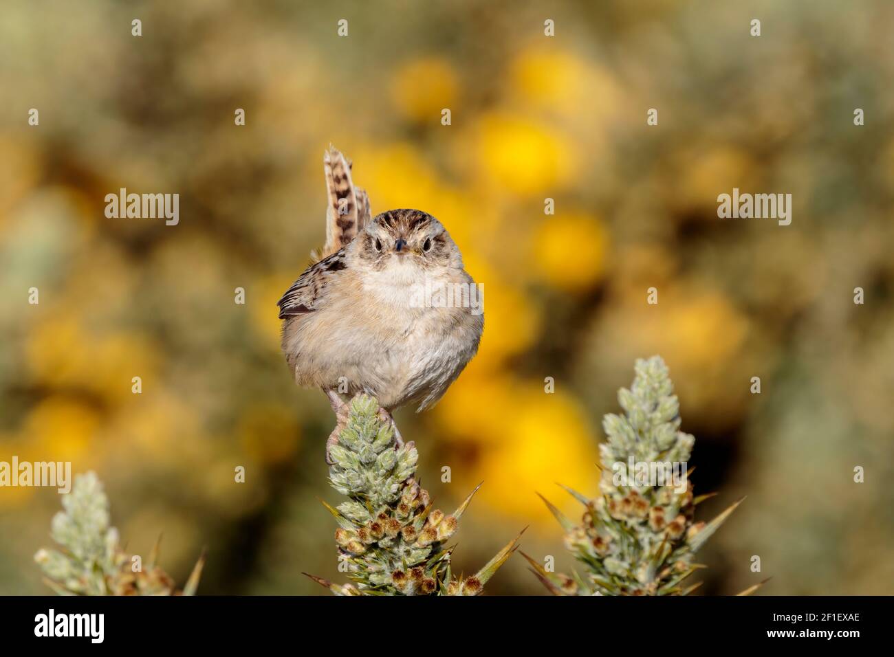 grass wren, Cistothorus platensis falklandicus, single adult perched on ...