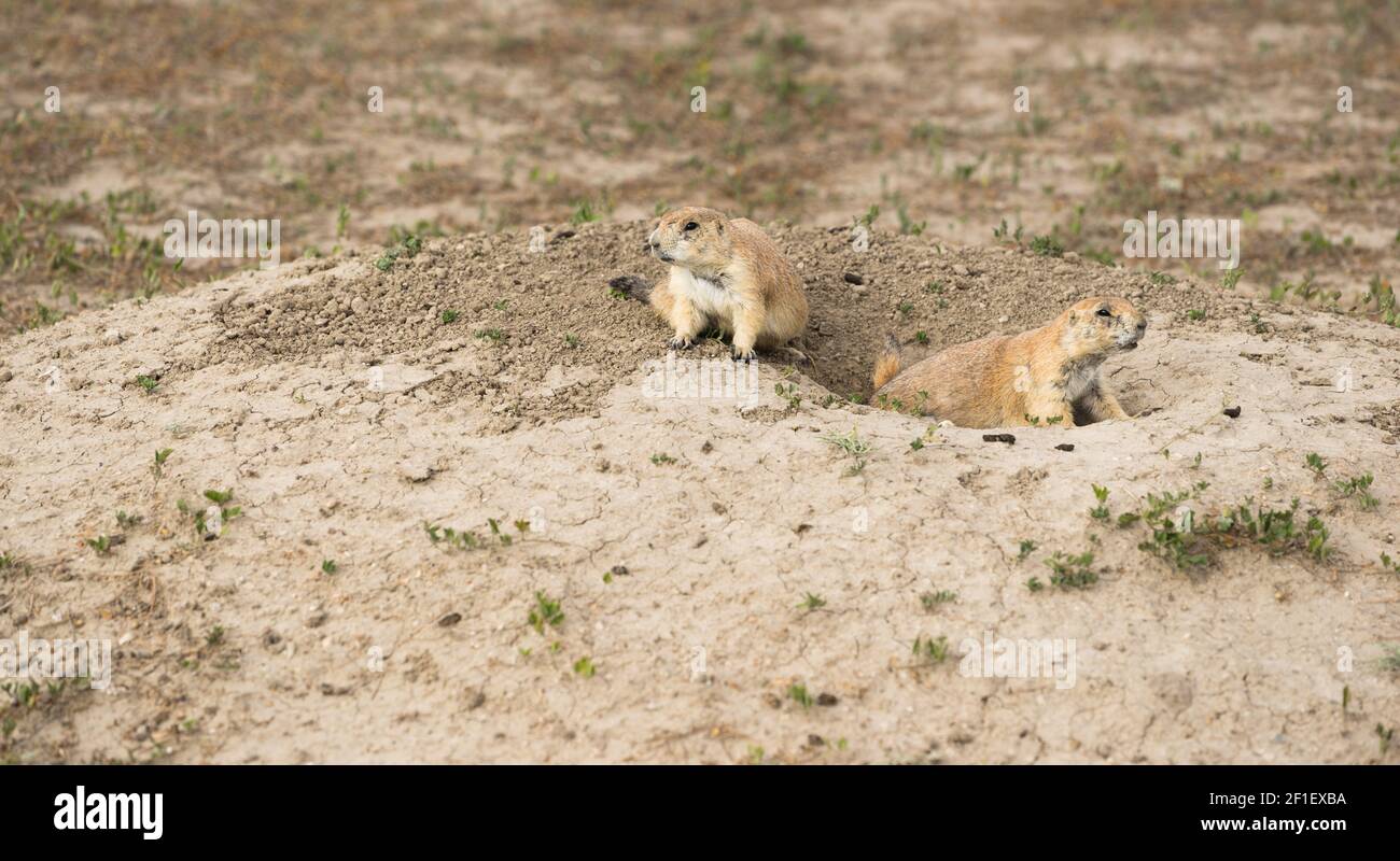 Prairie dogs burrow standing hi-res stock photography and images - Alamy