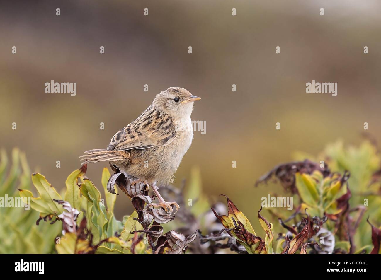 grass wren, Cistothorus platensis falklandicus, single adult perched on ...