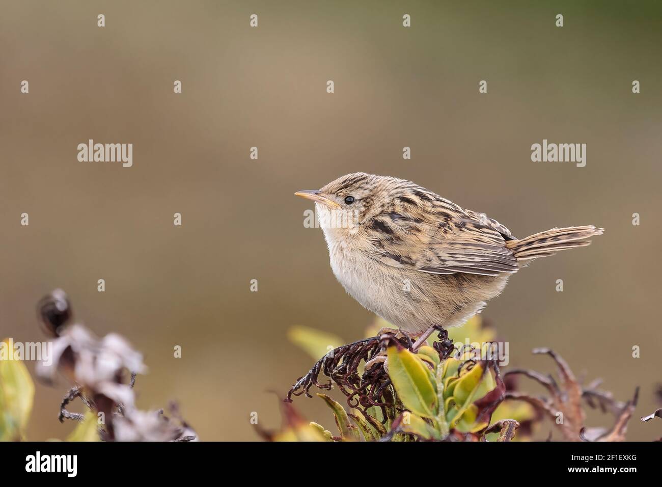 grass wren, Cistothorus platensis falklandicus, single adult perched on ...