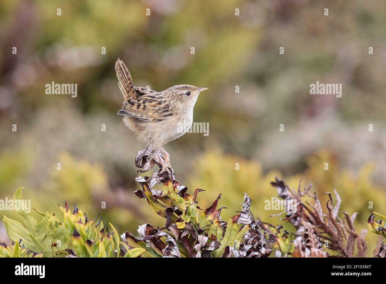Wren flying hi-res stock photography and images - Alamy