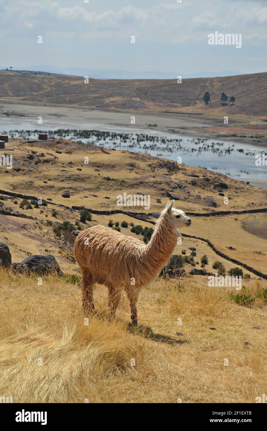 Alpaca native animals grazing in the countryside of Laguna Umayo near ...