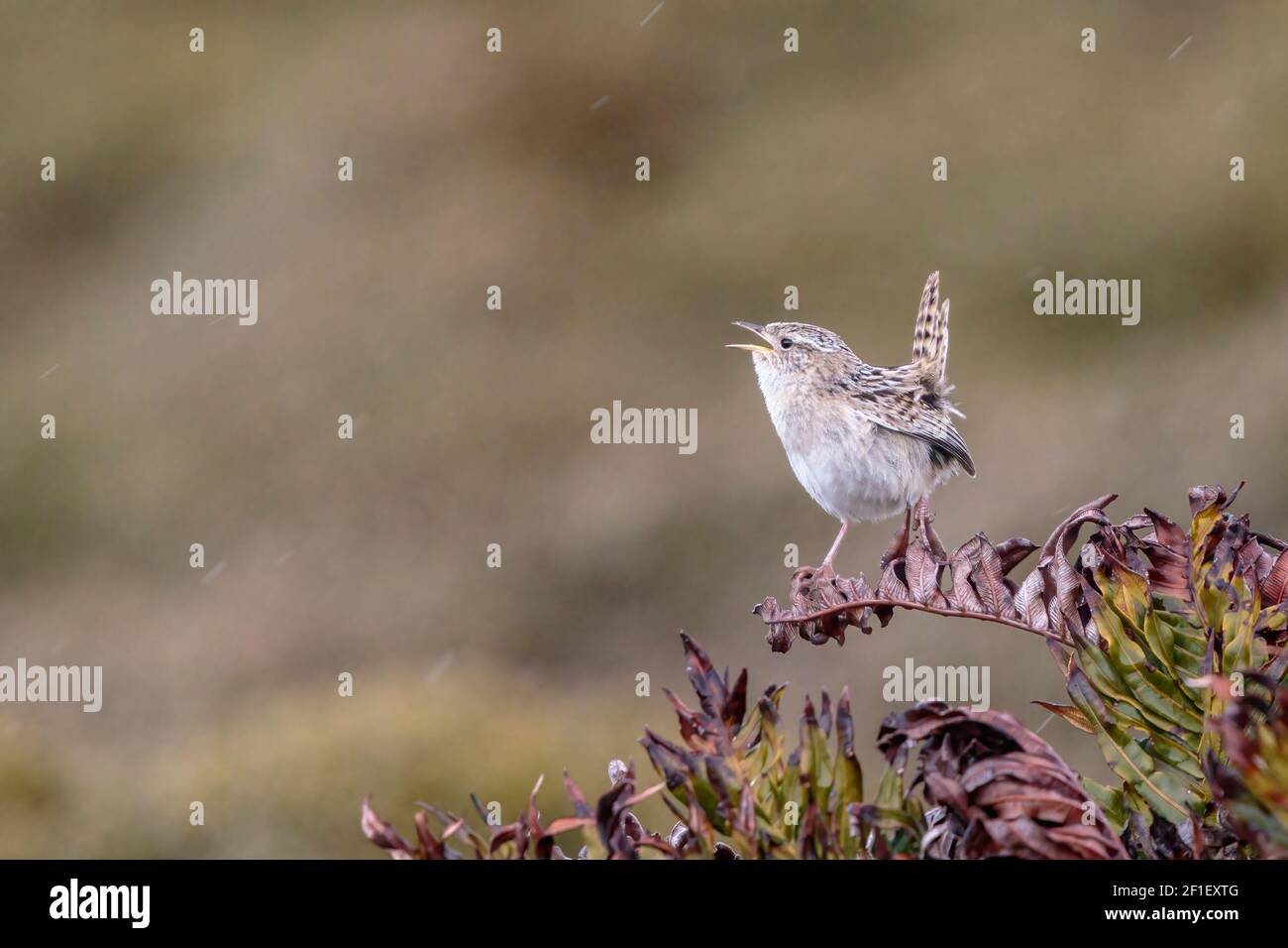 Falkland grass wren cistothorus platensis hi-res stock photography and ...