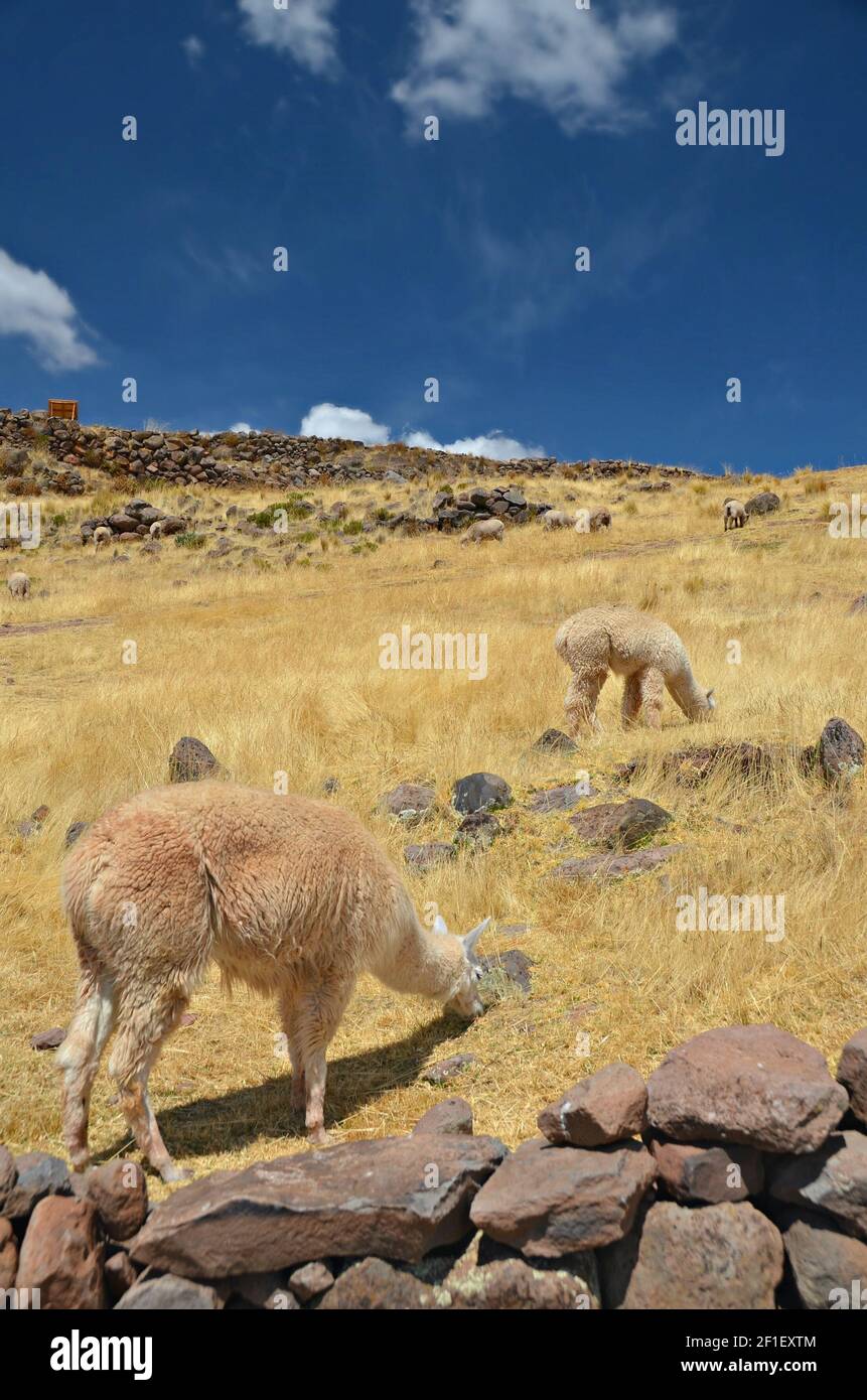 Alpaca native animals grazing in the countryside of Laguna Umayo near ...