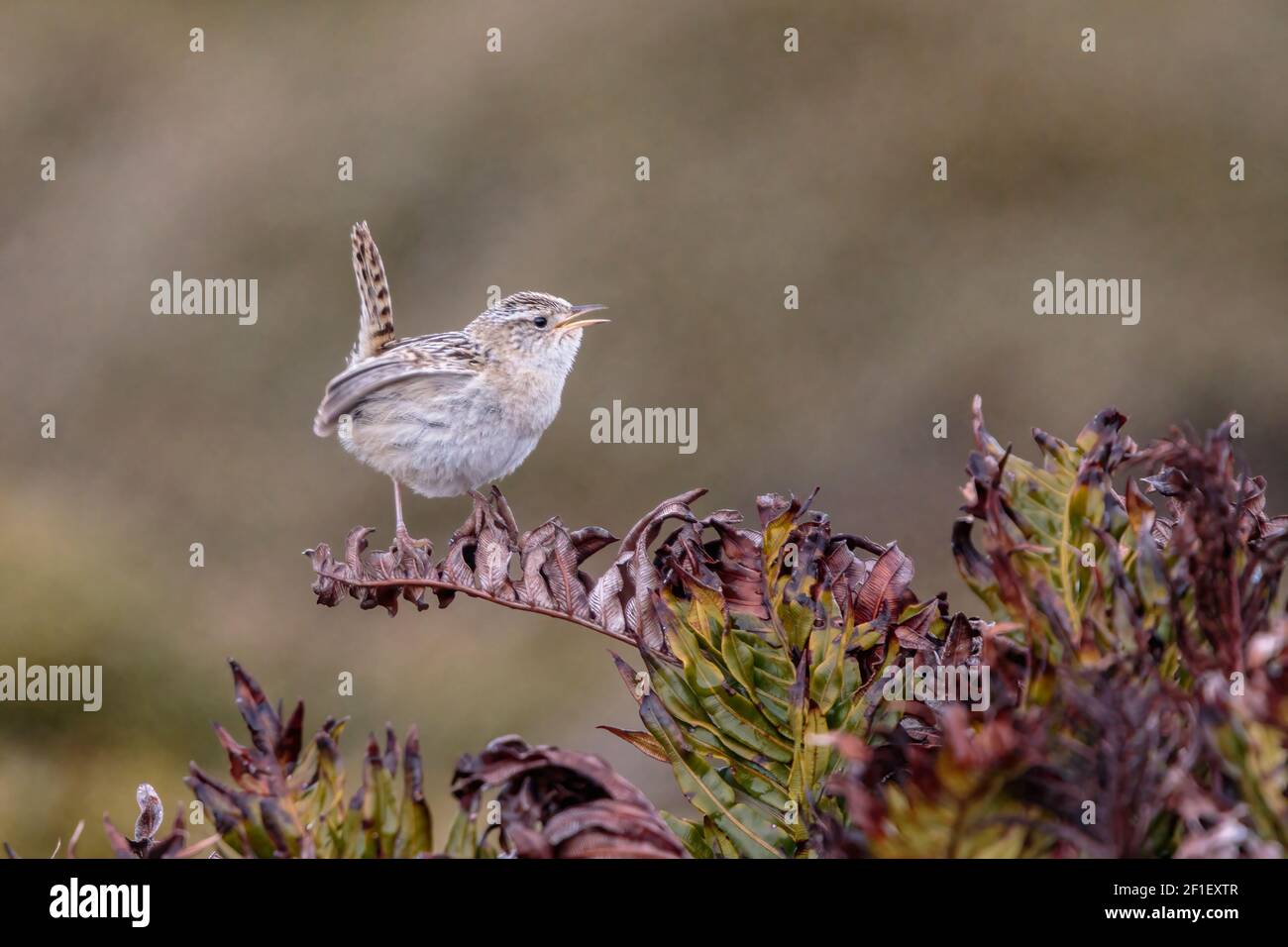 Falkland grass wren cistothorus platensis hi-res stock photography and ...