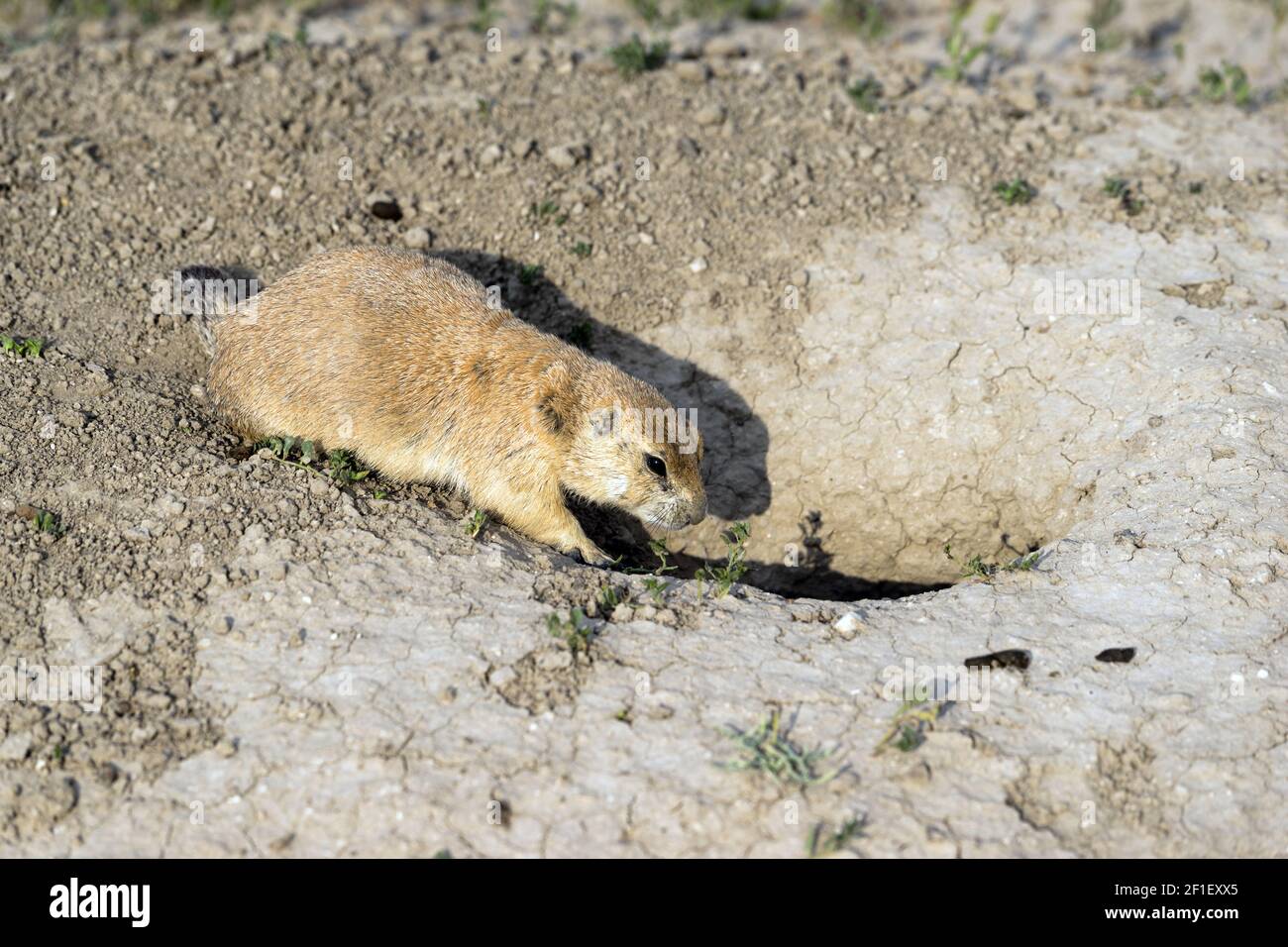 Prairie Dog Stand Sentry Underground Home Entrance Stock Photo - Alamy