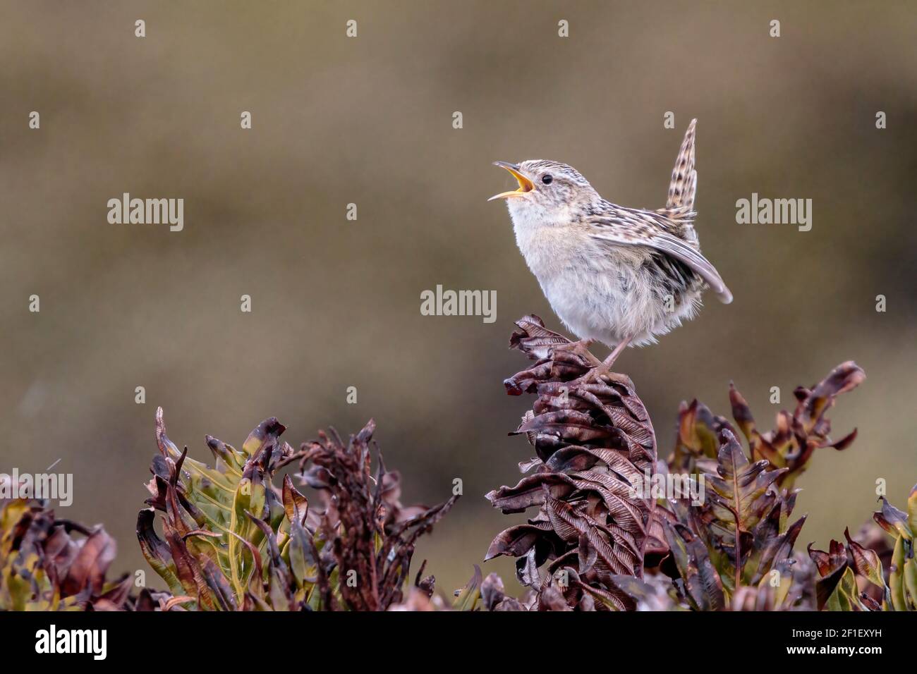grass wren, Cistothorus platensis falklandicus, single adult singing ...