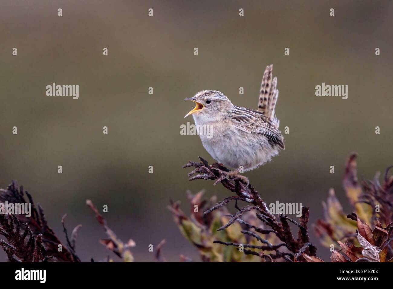grass wren, Cistothorus platensis falklandicus, single adult singing ...