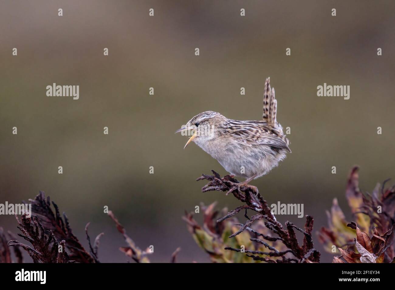 grass wren, Cistothorus platensis falklandicus, single adult singing ...