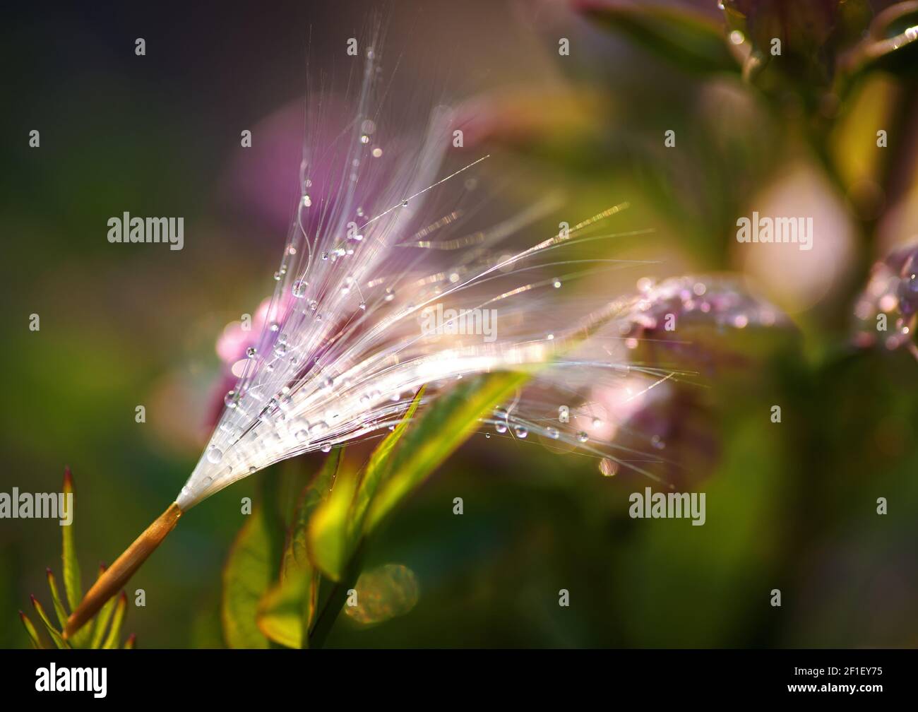 Fluff seeds hi-res stock photography and images - Alamy