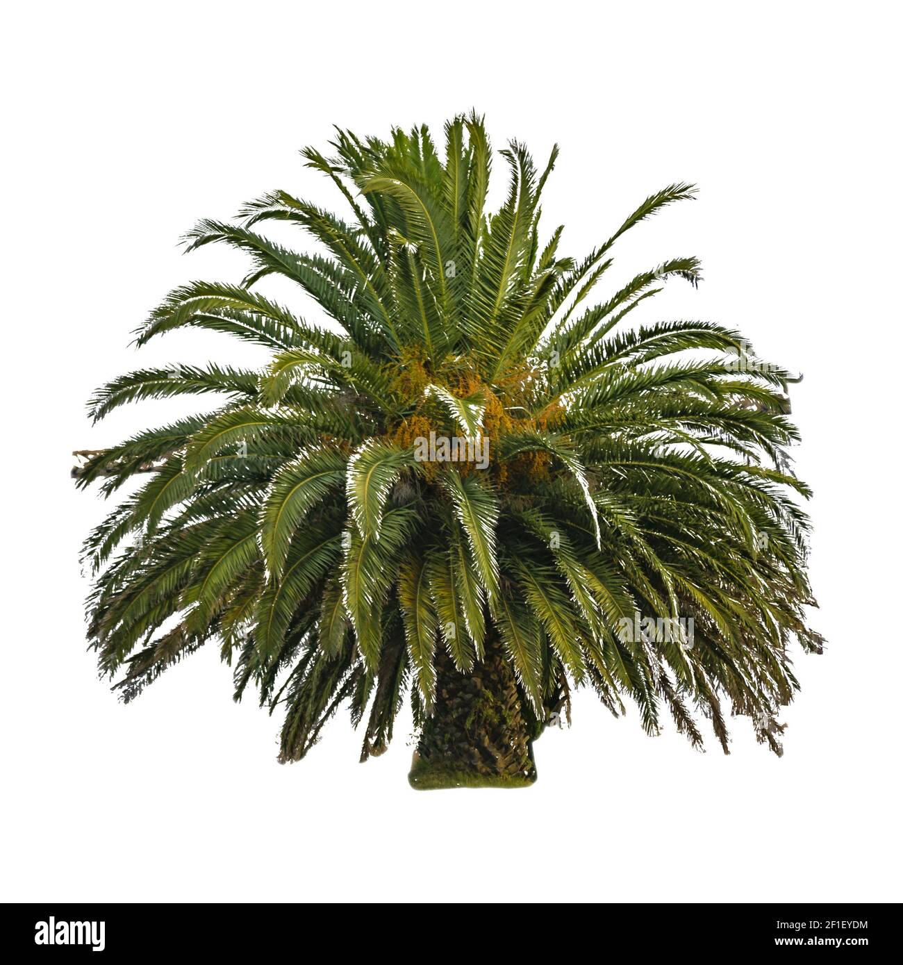 Palm tree cut out hi-res stock photography and images - Alamy