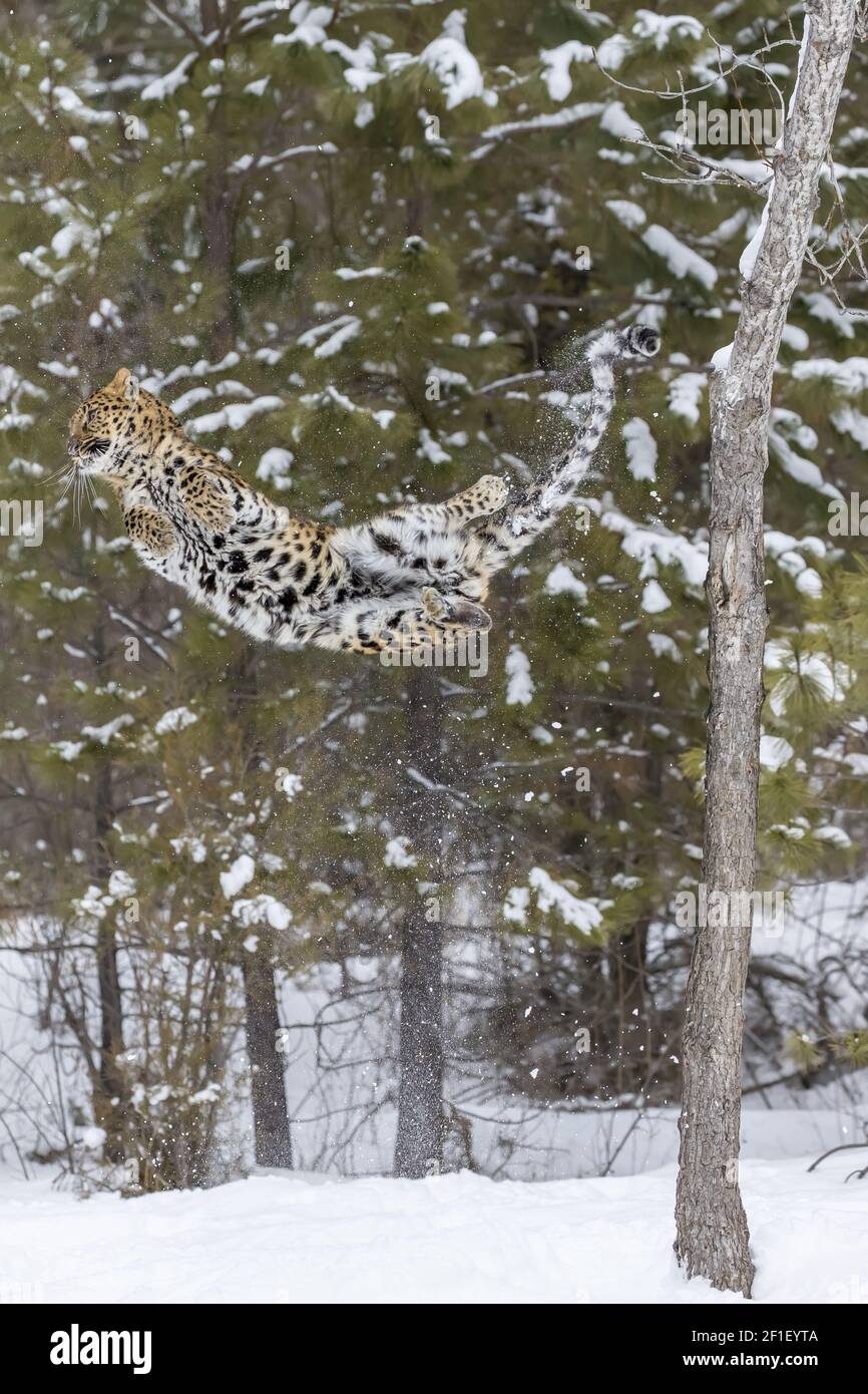 Amur leopard head hi-res stock photography and images - Alamy