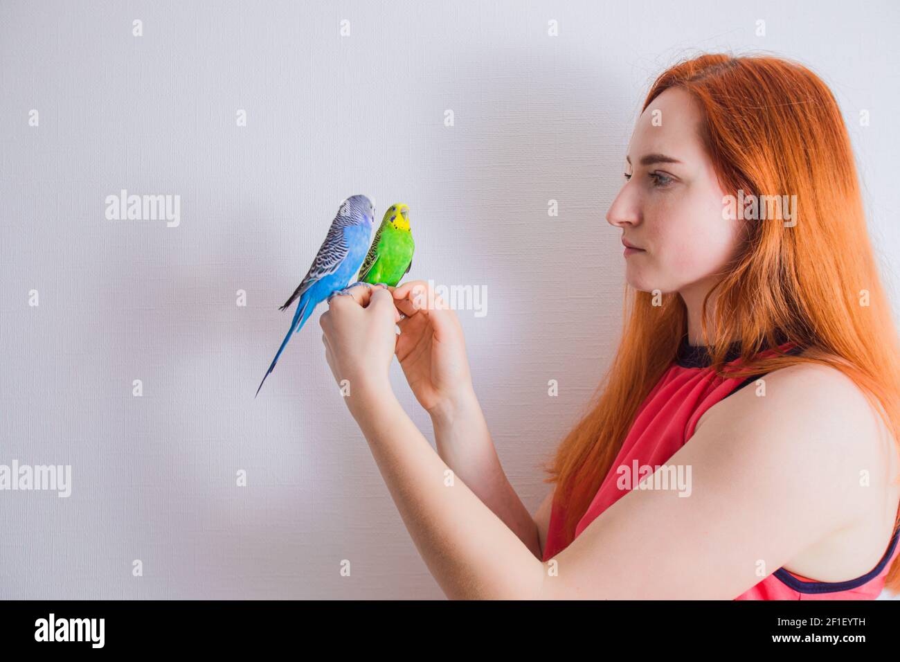 The beautiful woman admires her beautiful parrots Stock Photo - Alamy