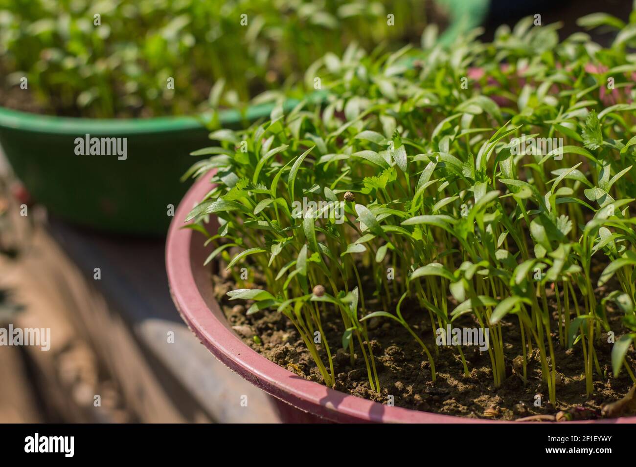 healthy fresh microgreens organically grown at home under sunlight ...