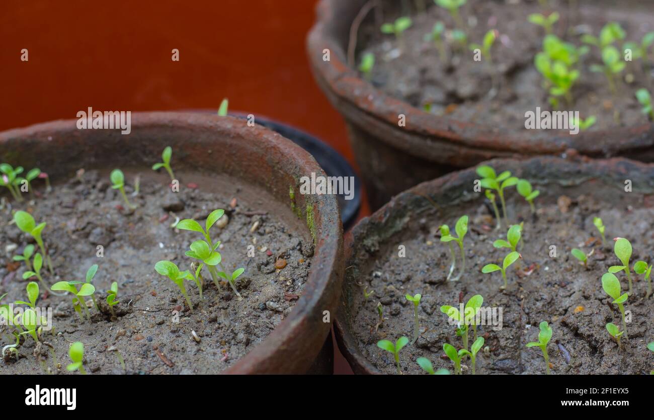 little plants germinated from seeds in clay pots in home organic garden ...