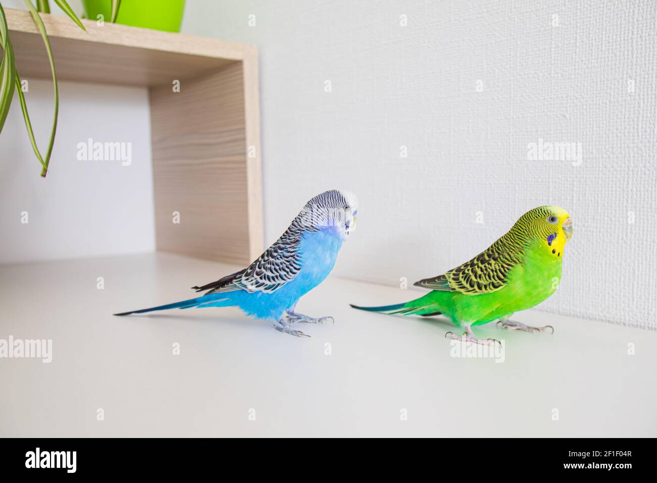 Cute communication of the two domestic parrots Stock Photo - Alamy