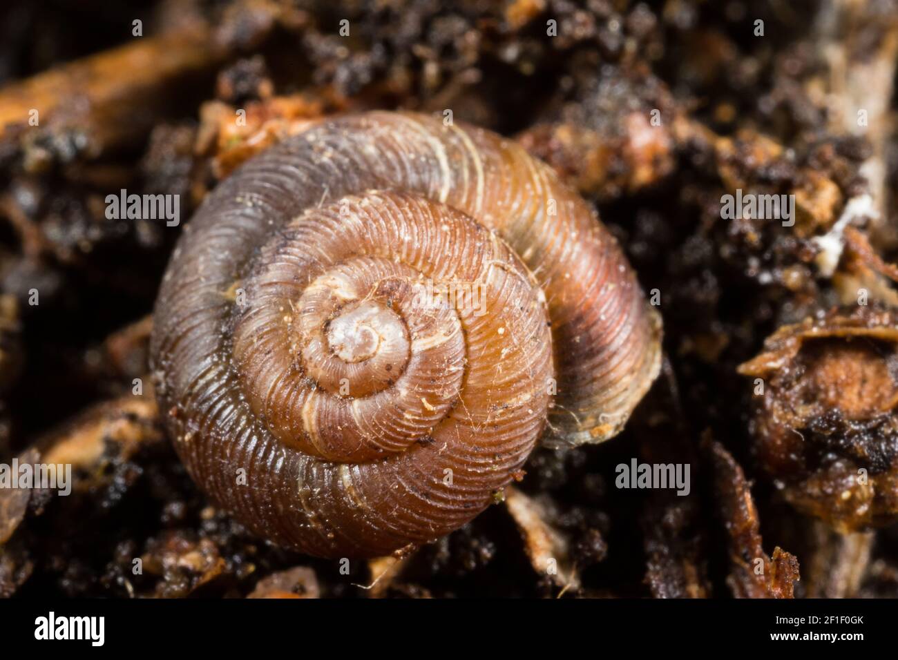 Disk snail (Discus ruderatus Stock Photo - Alamy