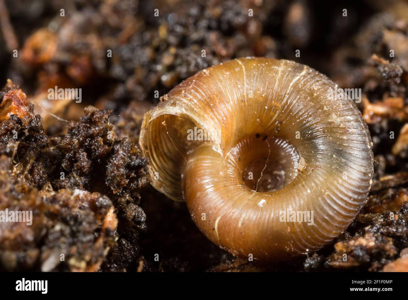 Discus ruderatus hi-res stock photography and images - Alamy