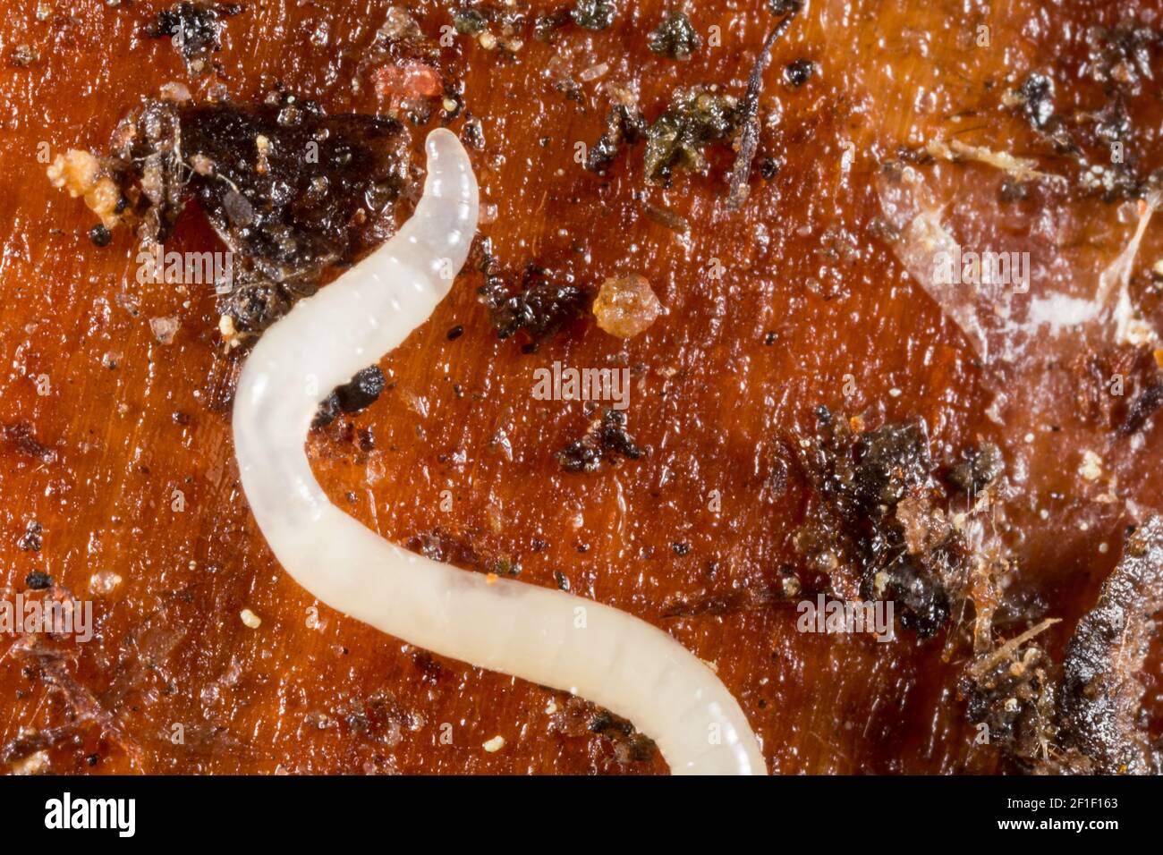 Oligochaete worm hi-res stock photography and images - Alamy