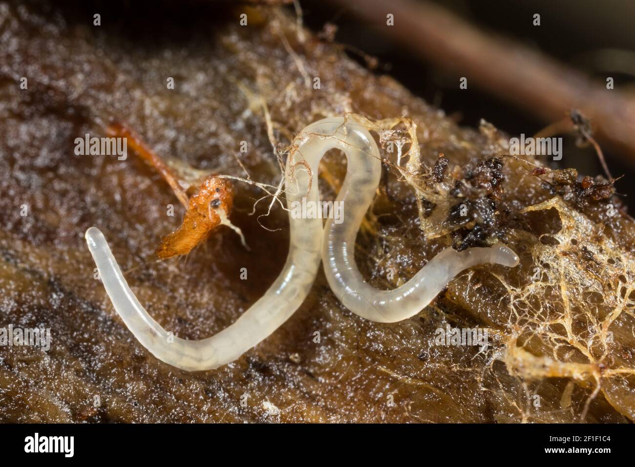 Potworm hi-res stock photography and images - Alamy
