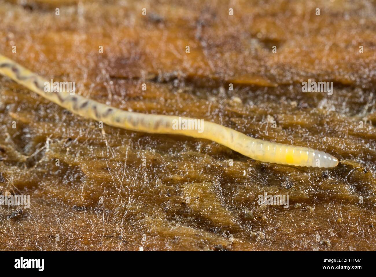 Enchytraeidae hi-res stock photography and images - Alamy