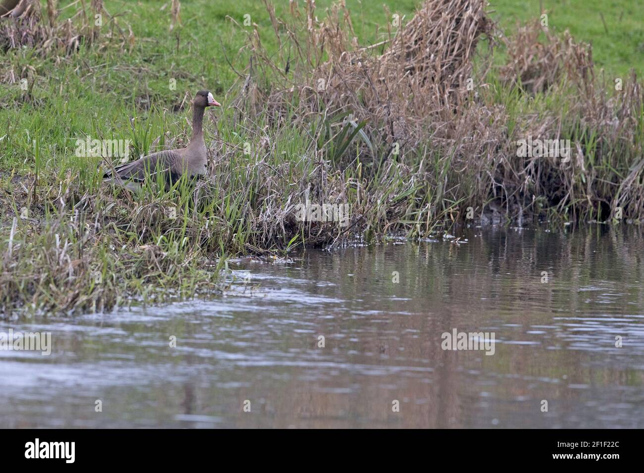 Eurasian white fronted goose hi-res stock photography and images - Alamy