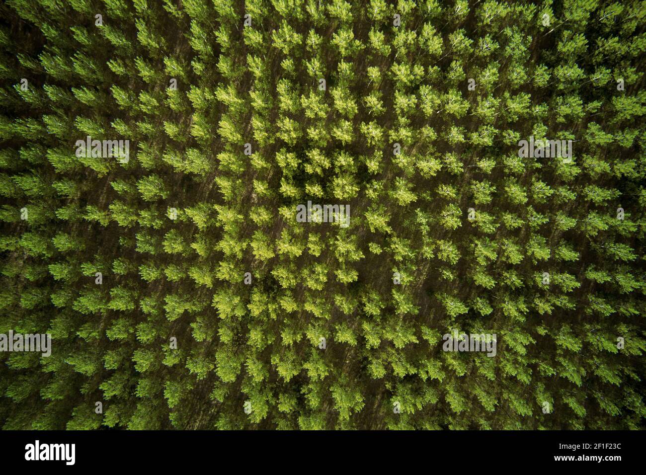 Aerial view of green treetops hi-res stock photography and images - Alamy