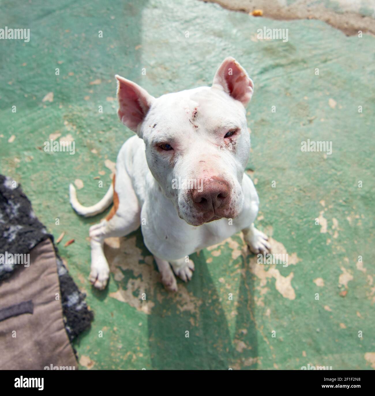 A high angle shot of a Bull Terrier sitting on a ground Stock Photo - Alamy
