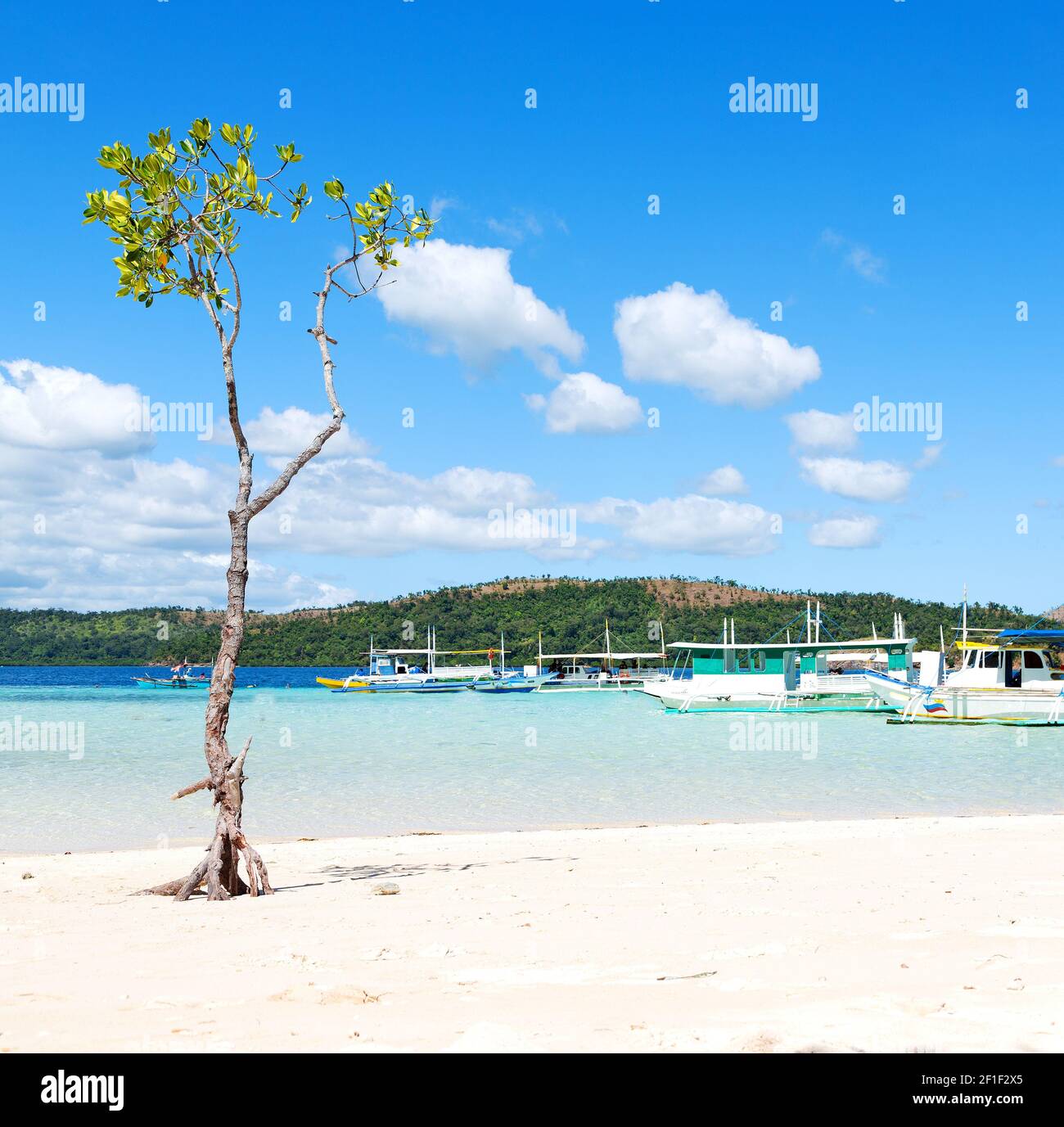 Philippines palawan tree roots hi-res stock photography and images - Alamy