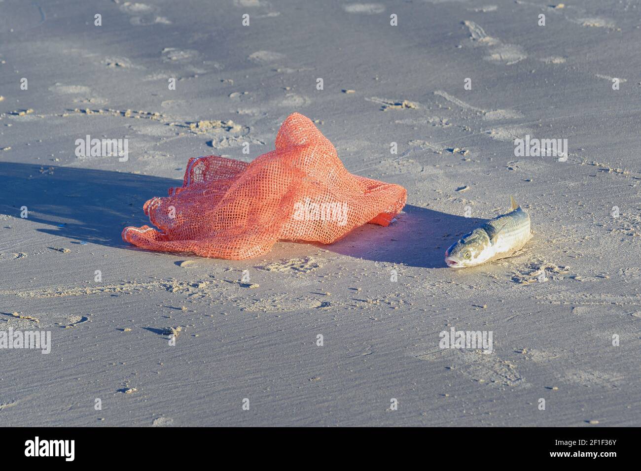 Sand fish hi-res stock photography and images - Alamy