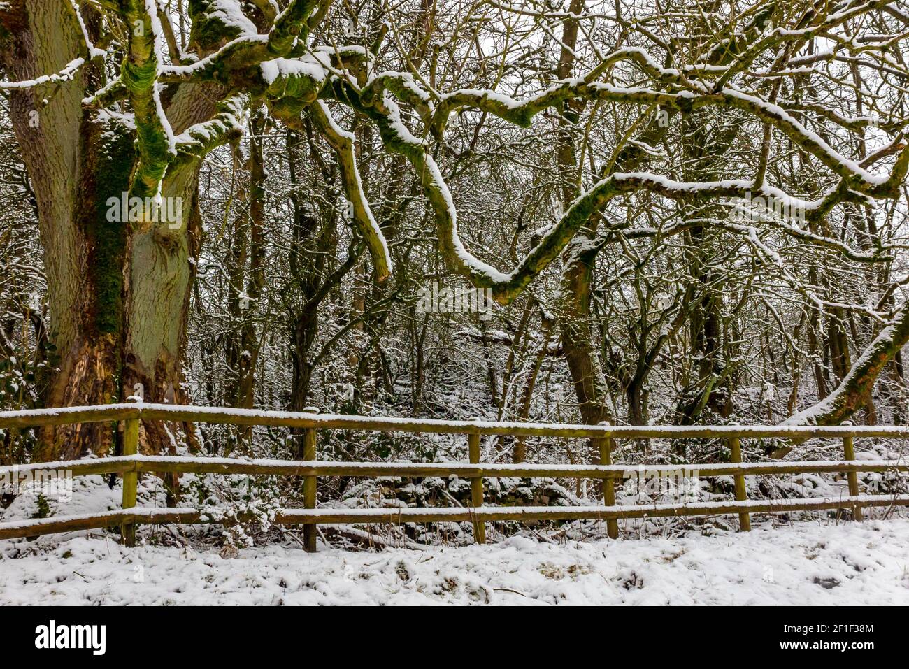 Snow covered landscape with trees near Matlock Bath in the Derbyshire ...