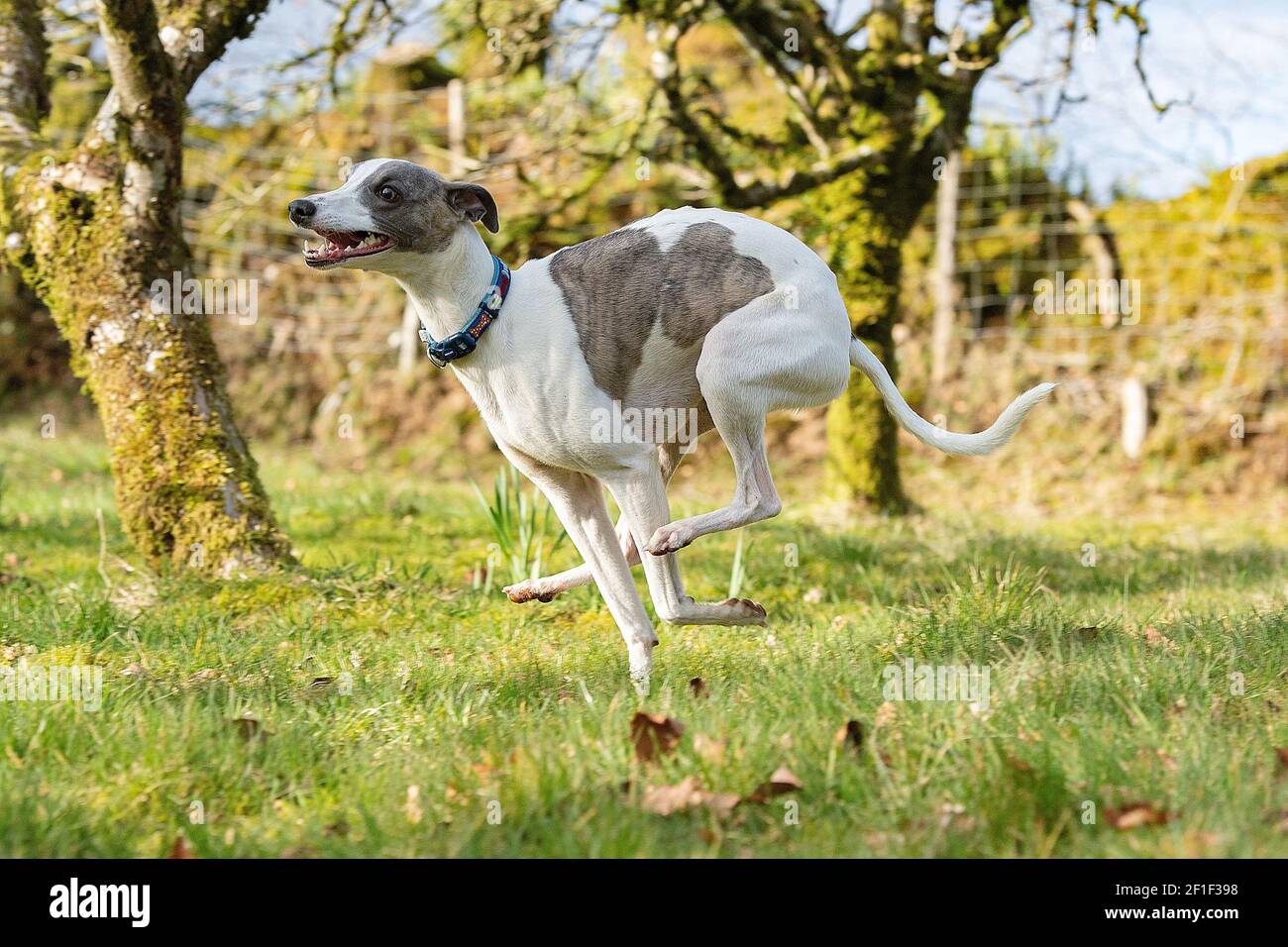 Whippet running hi-res stock photography and images - Alamy