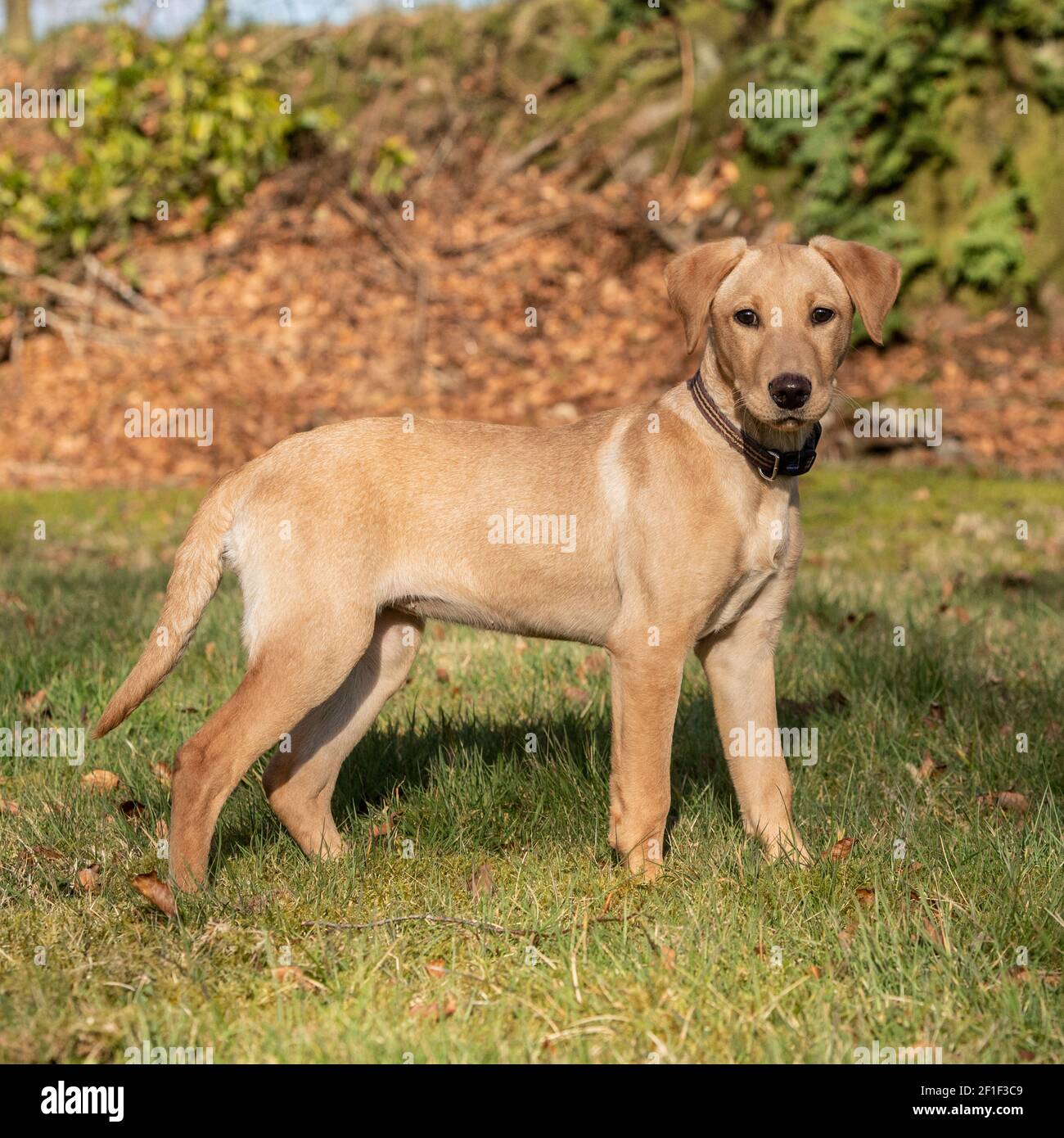 Labrador side profile hi-res stock photography and images - Alamy