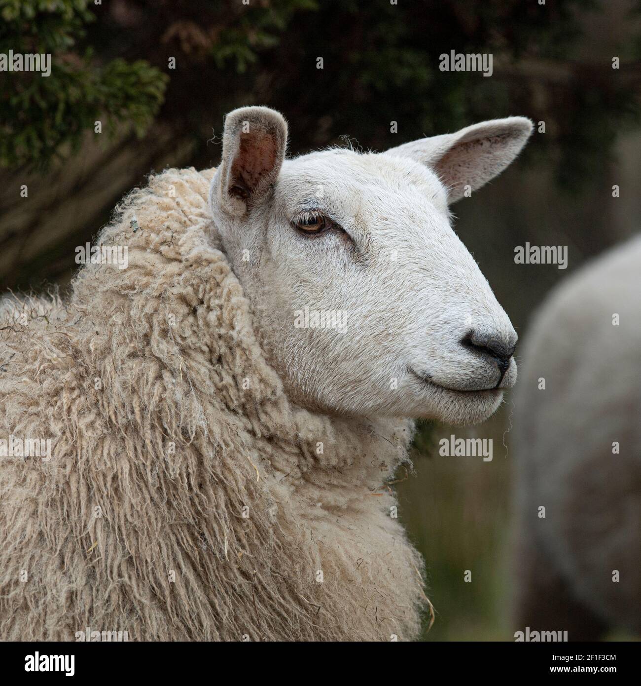 Sheep Head Side View High Resolution Stock Photography and Images - Alamy