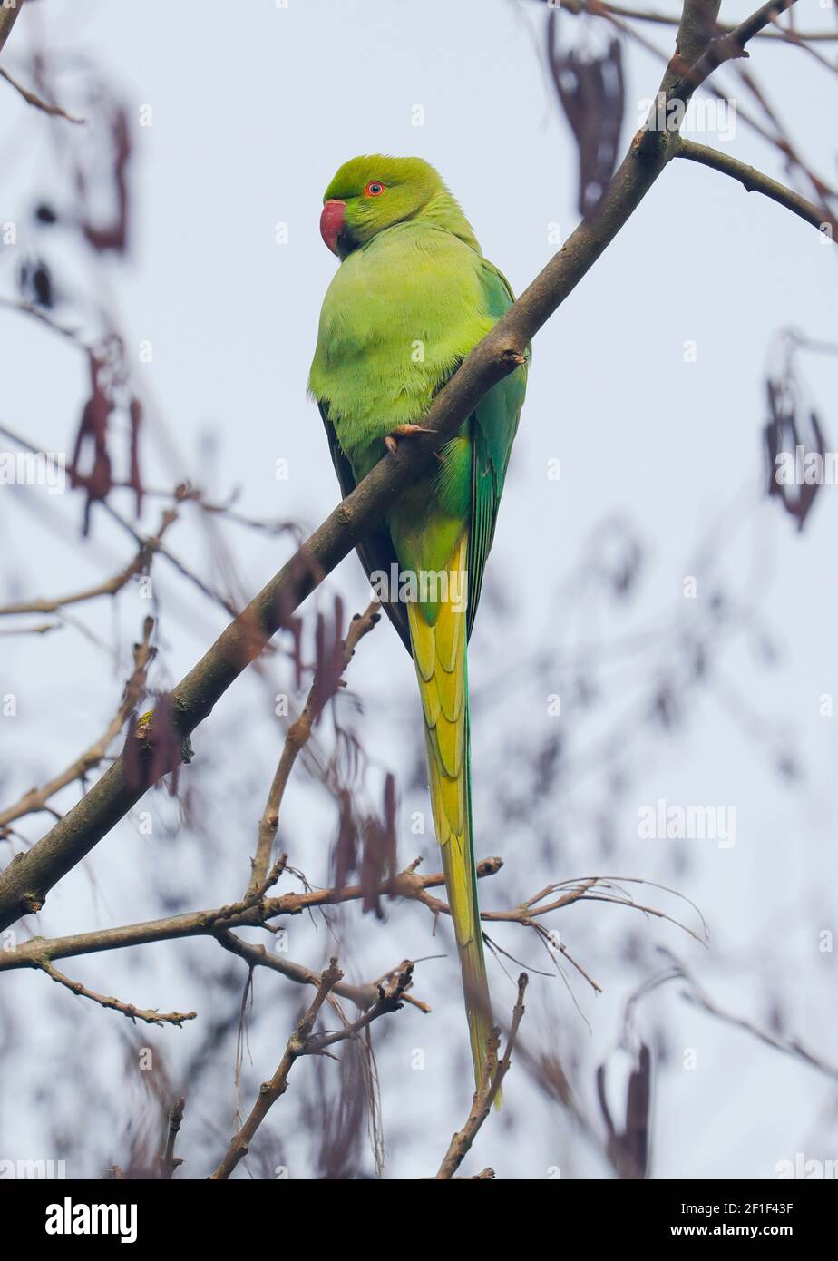 Indian Ring Necked Parrot High Resolution Stock Photography and Images ...