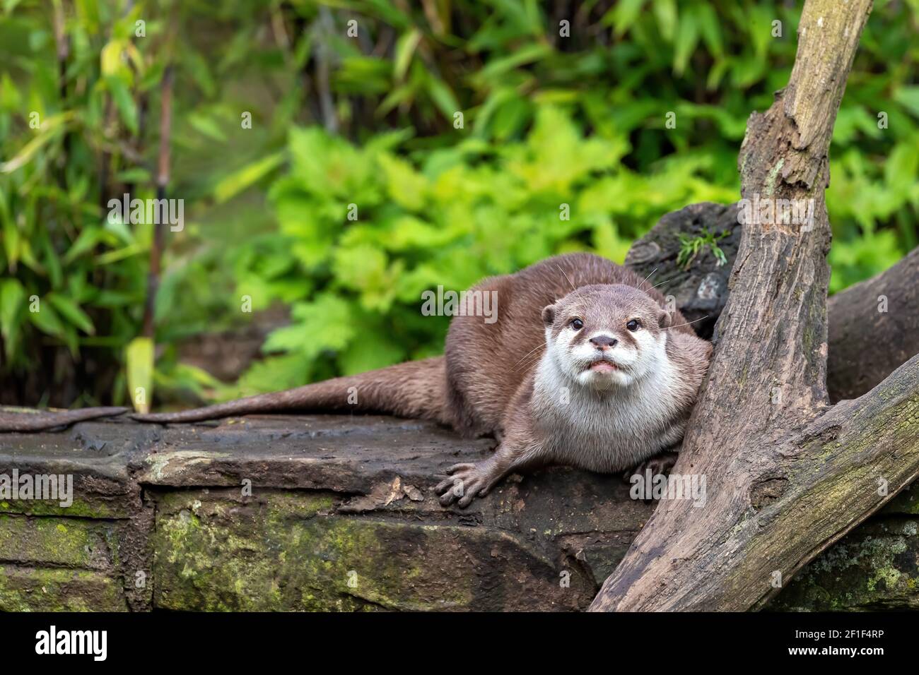 Oriental small-clawed otter crouched on a wall. This is the smallest ...