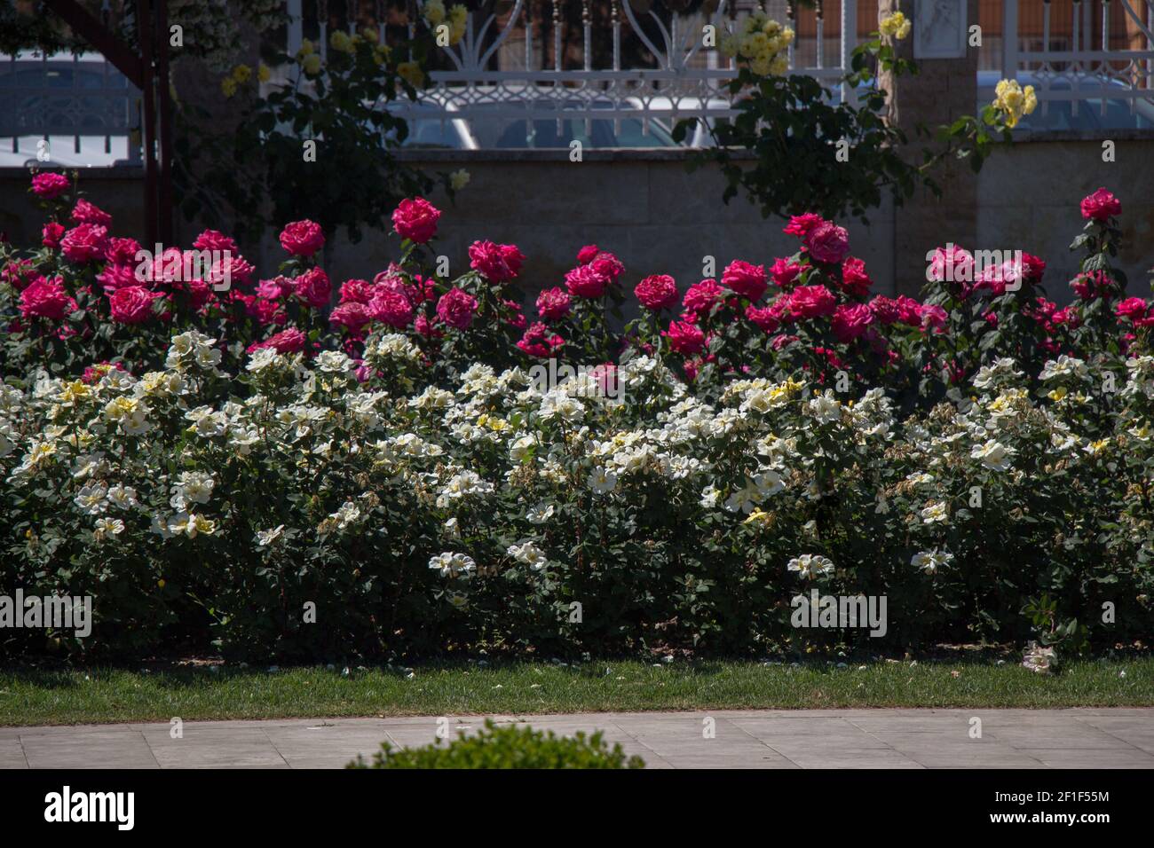Blooming beautiful colorful roses in the garden background Stock Photo ...