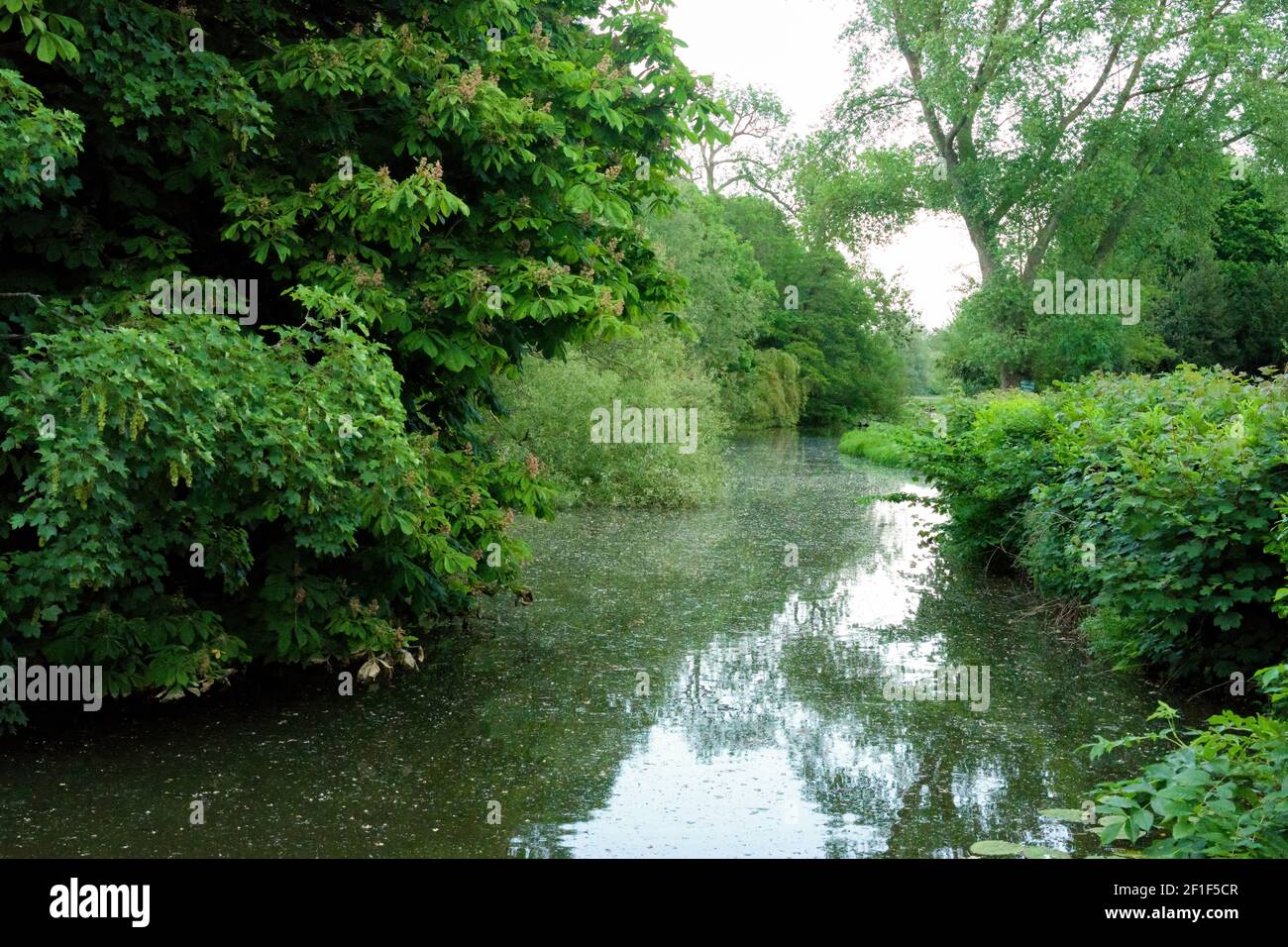 beautiful wild river view with overhanging trees Stock Photo - Alamy