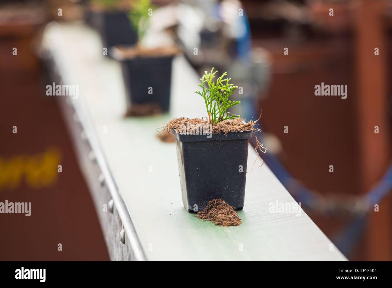 Many seedlings are waiting to be planted outdoors Stock Photo - Alamy