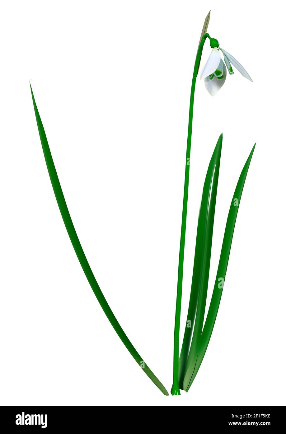 3D rendering of a single snowdrop flower isolated on white background ...