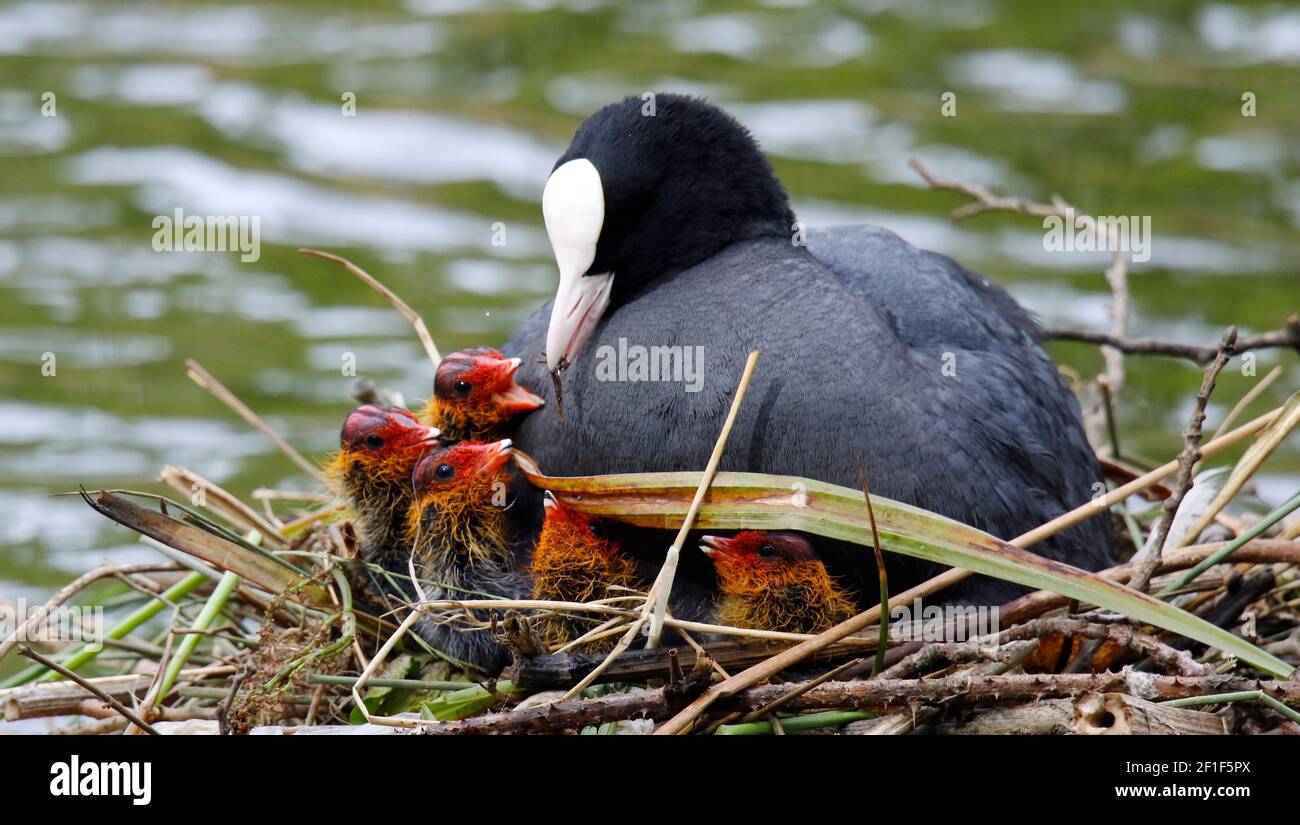 Female coot and chicks nesting on the lake Stock Photo - Alamy