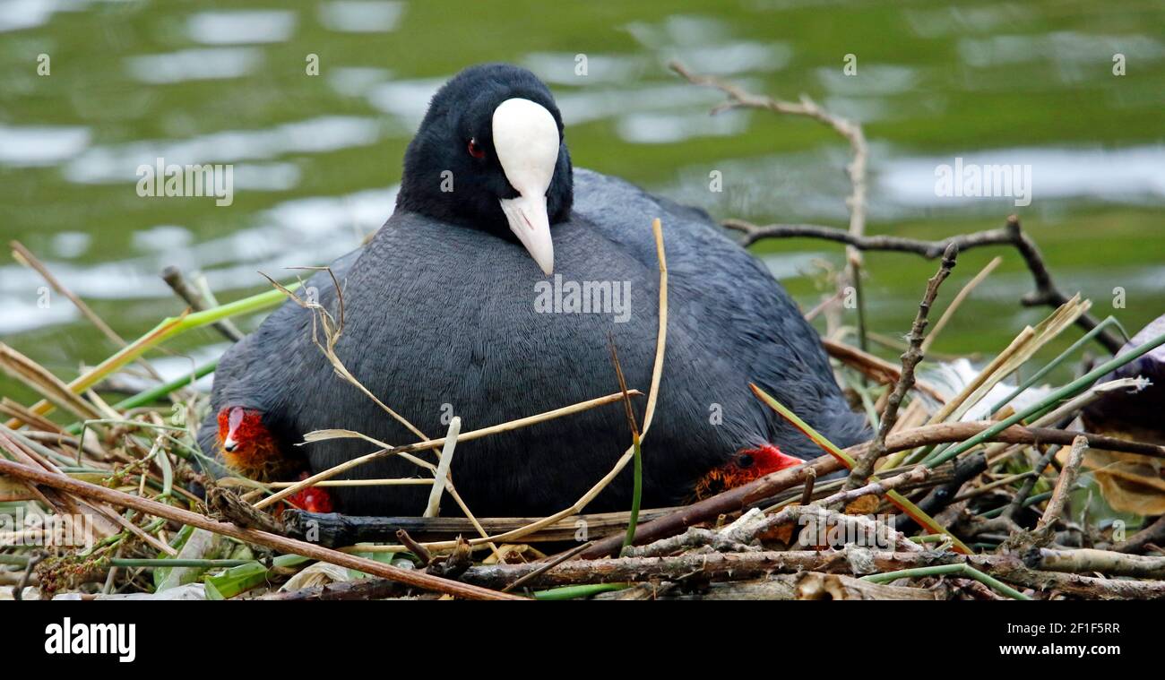 Female coot and chicks nesting on the lake Stock Photo - Alamy