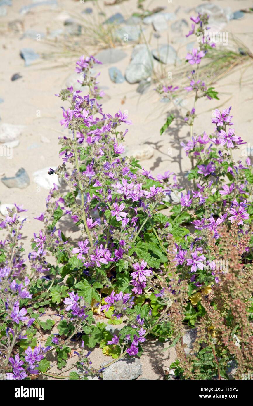 Morfa beach conwy wales hi-res stock photography and images - Alamy
